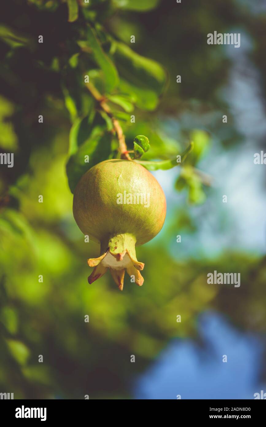 Pomegranate tree. Juicy pomegranate grows on a bush on a sunny summer ...