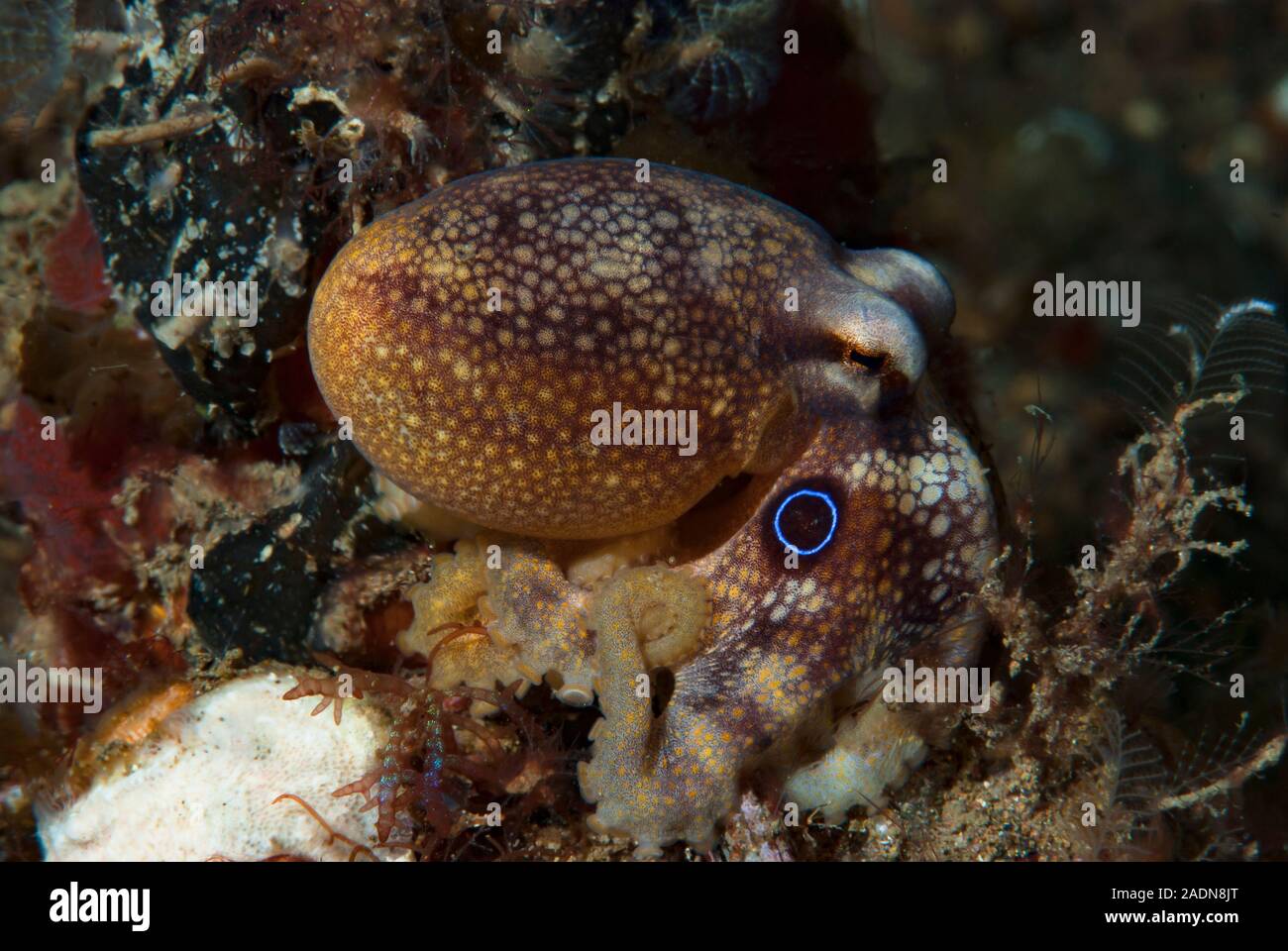 Mototi Octopus Octopus mototi Stock Photo - Alamy