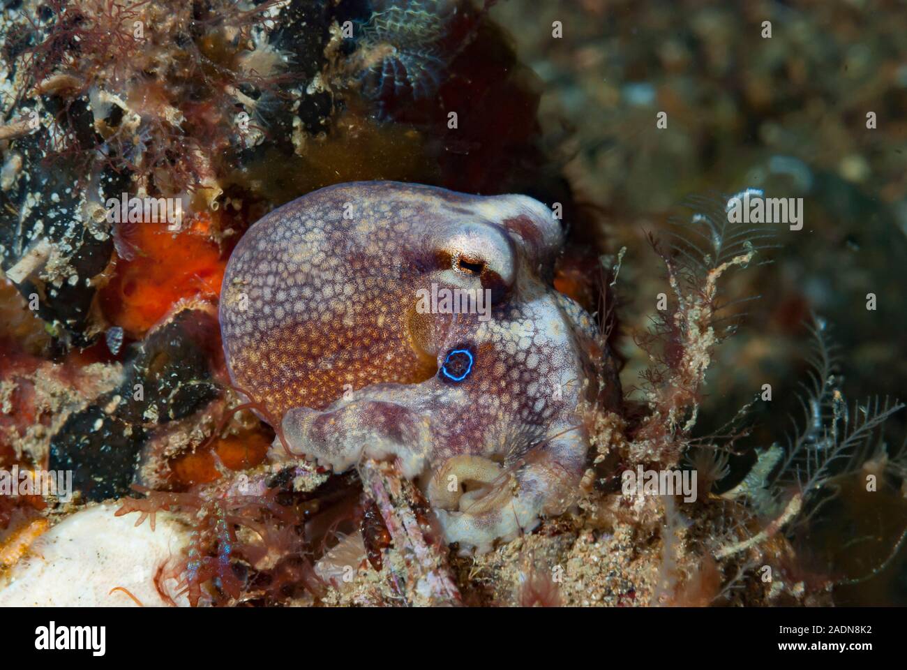 Mototi Octopus Octopus mototi Stock Photo - Alamy