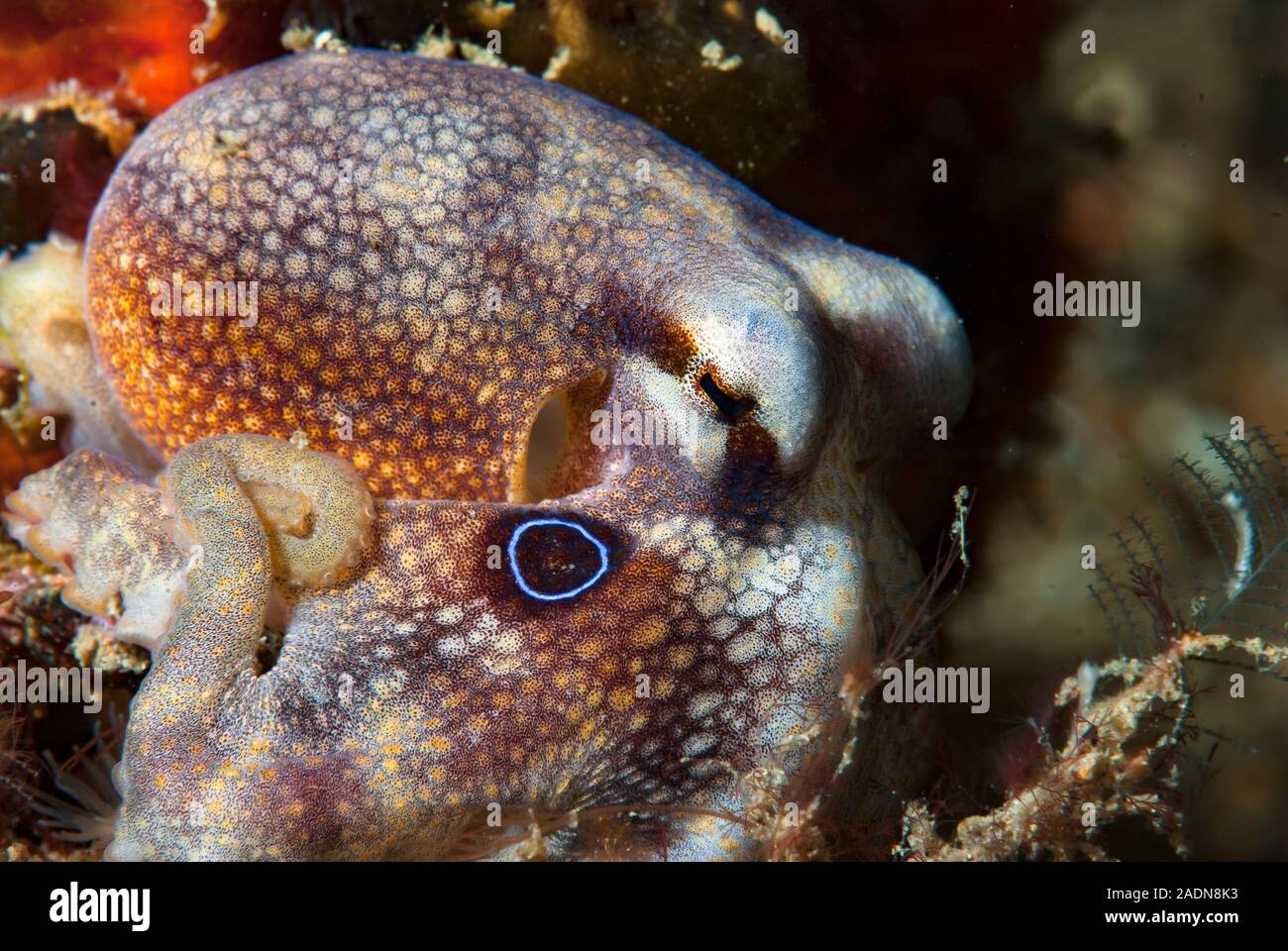 Octopus hunting prey hi-res stock photography and images - Alamy