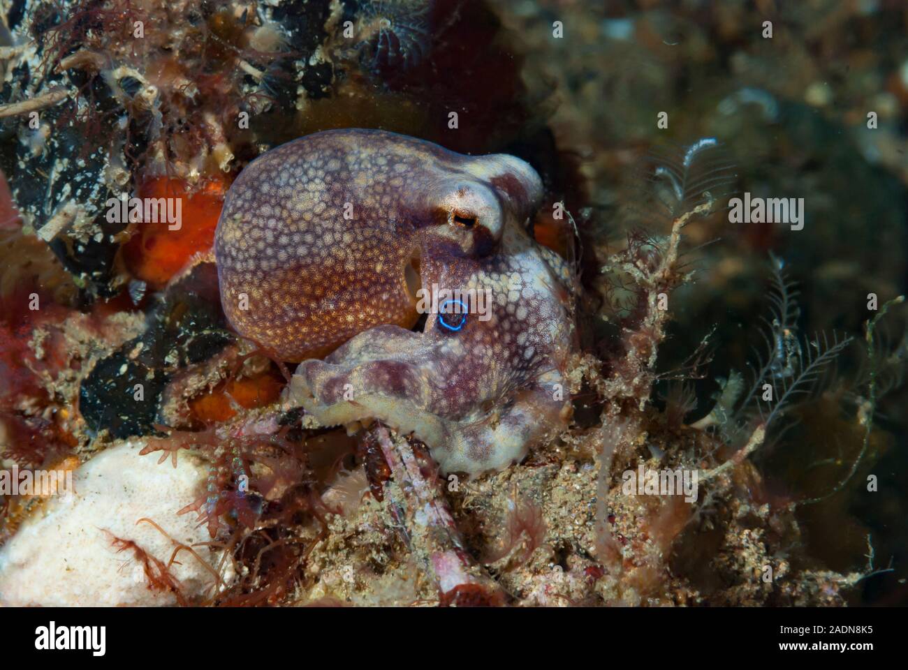 Octopus prey hi-res stock photography and images - Alamy