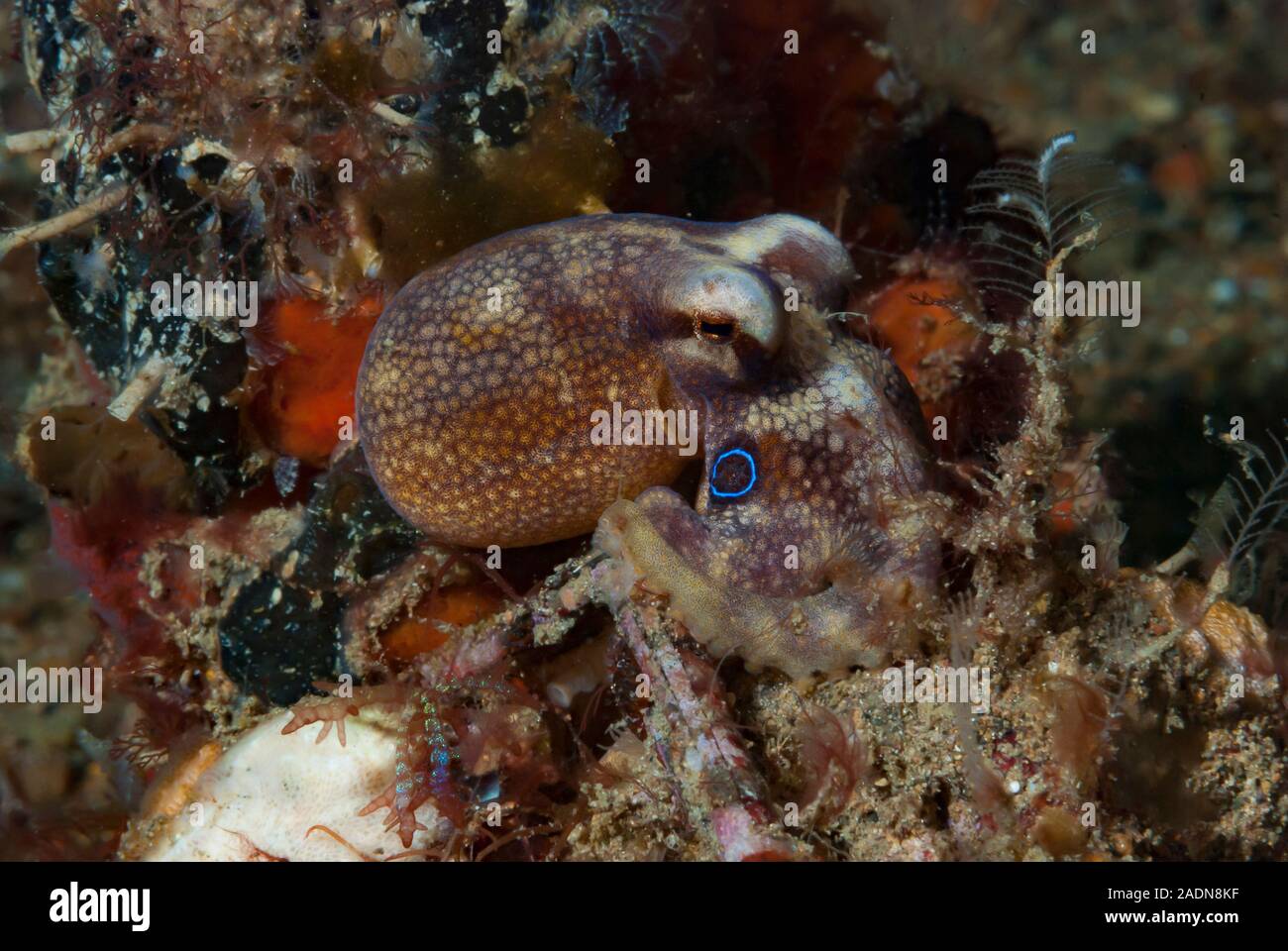Octopus problem solving hi-res stock photography and images - Alamy