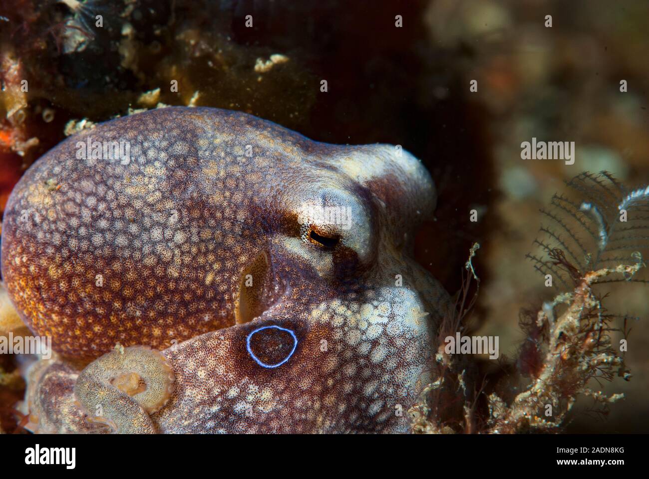 Mototi Octopus Octopus mototi Stock Photo - Alamy