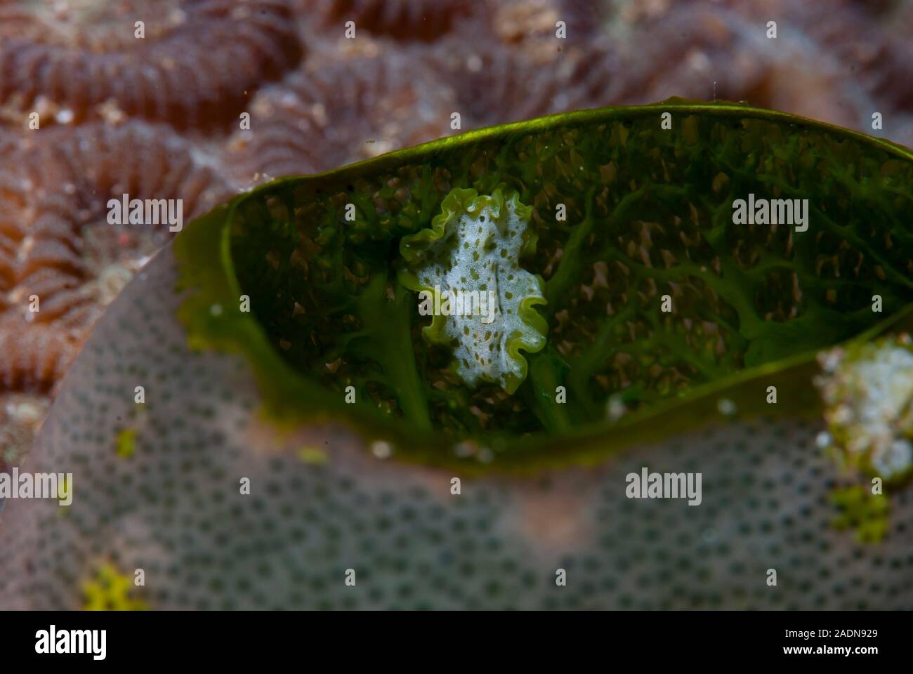 Cycloporus sp hi-res stock photography and images - Alamy