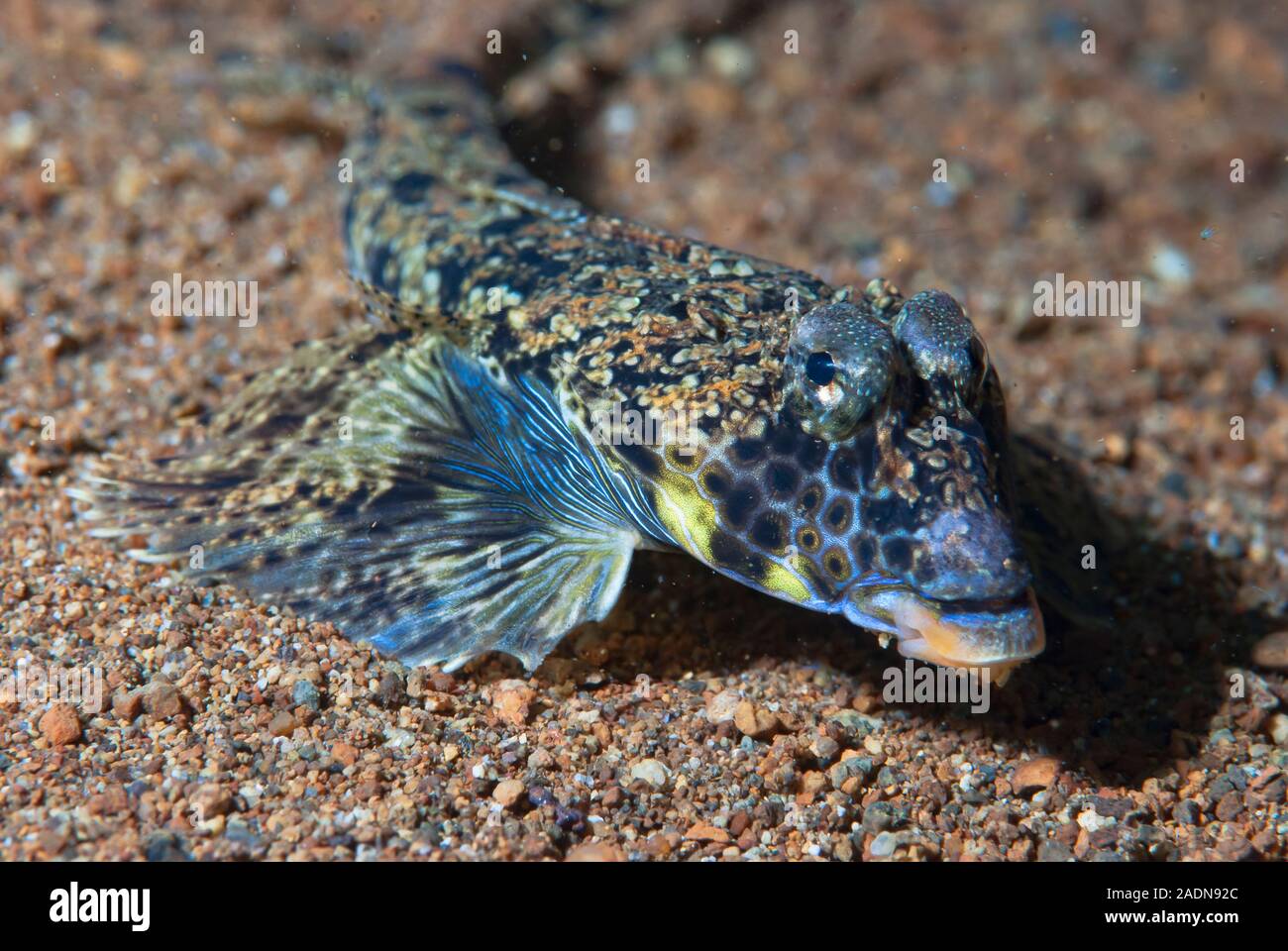Underwater Marine Life Photography, Sea Creatures Stock Photo - Alamy
