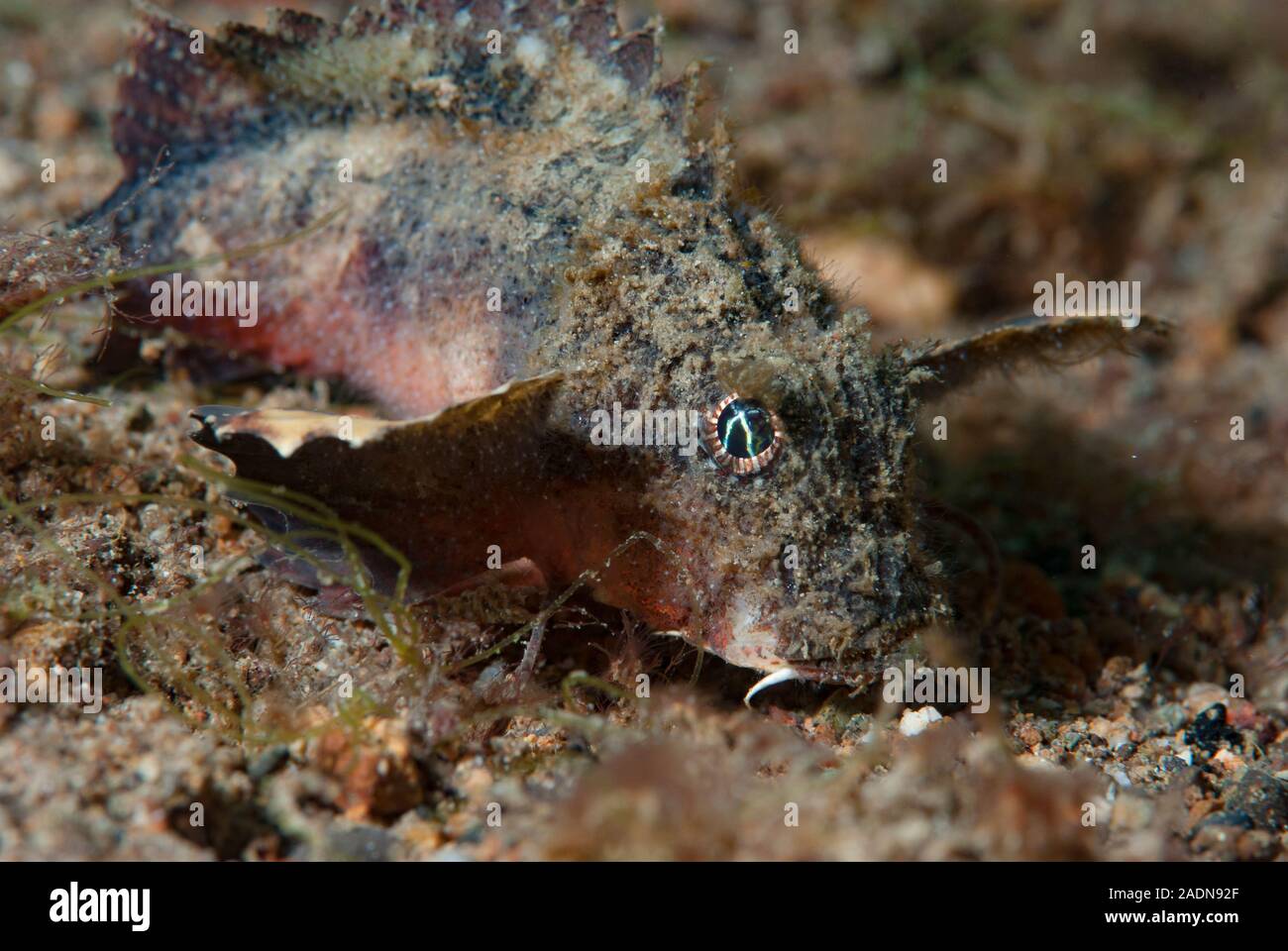 Underwater Marine Life Photography, Sea Creatures Stock Photo - Alamy