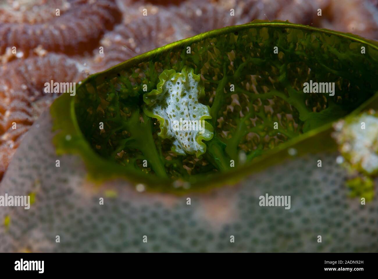 Cycloporus sp hi-res stock photography and images - Alamy