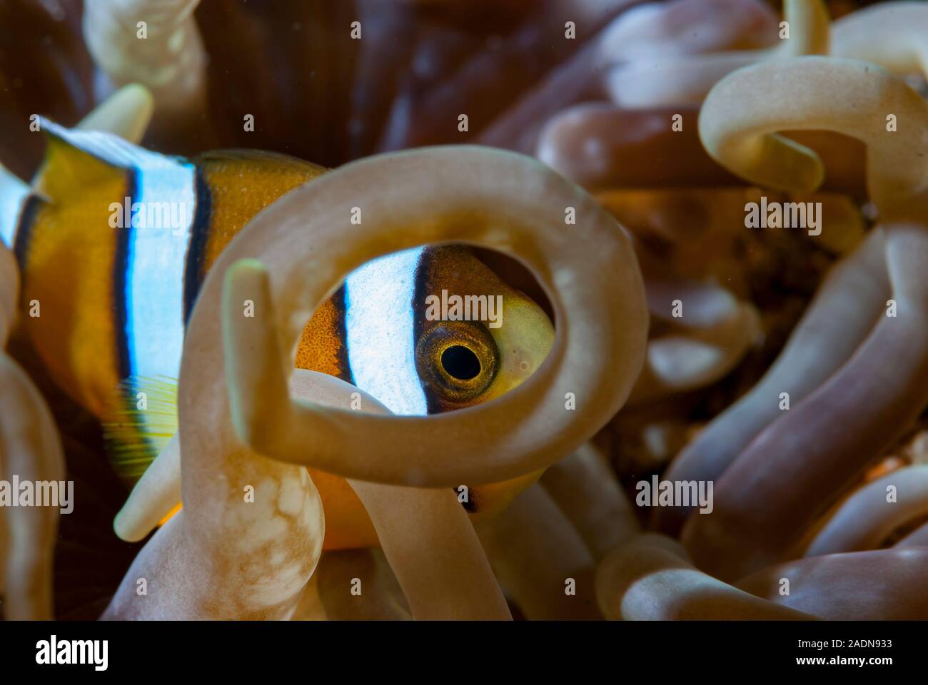 Clarki Anemonefish Amphiprion clarkii Stock Photo - Alamy