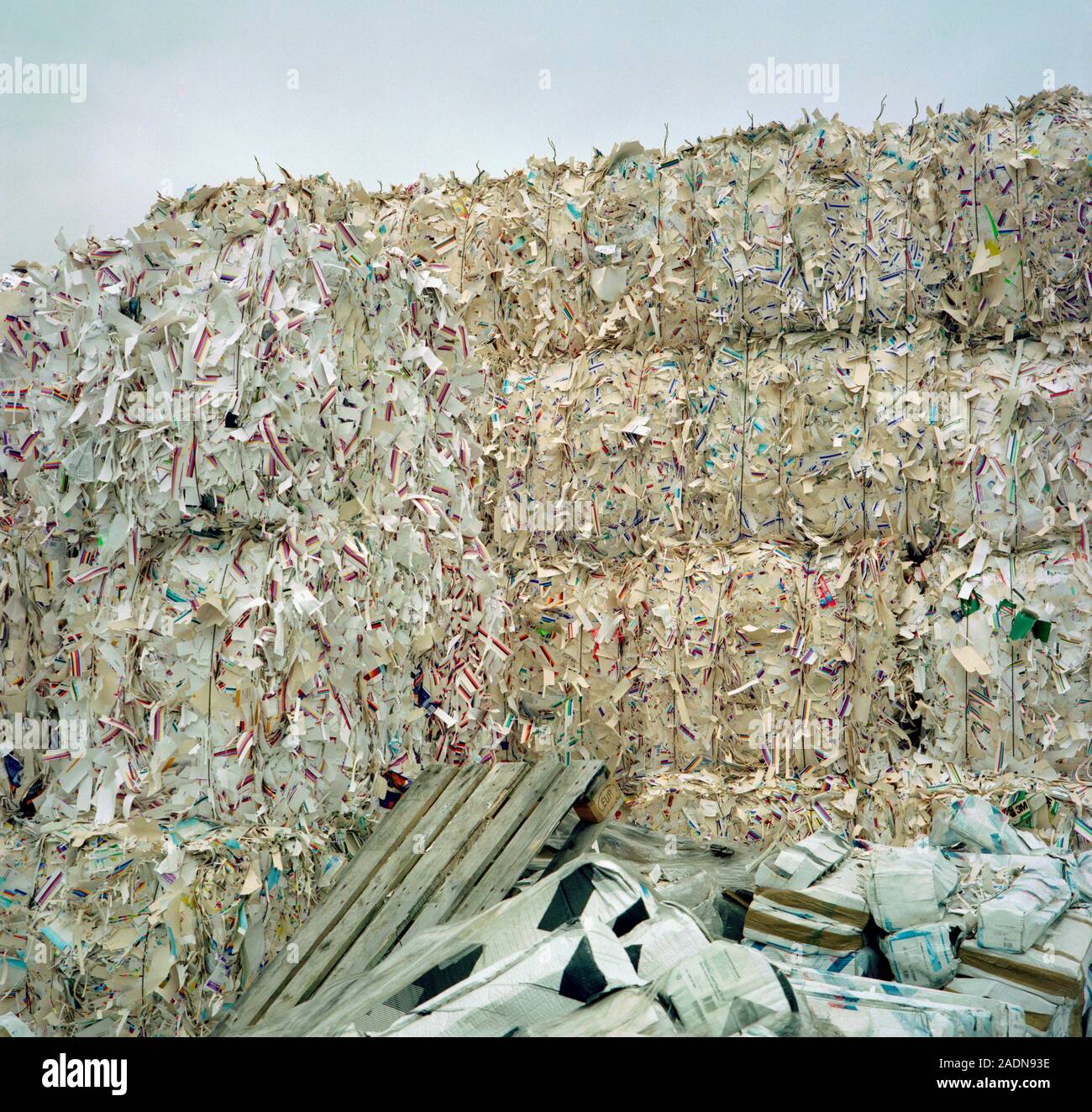 Paper recycling. Bales of shredded paper waiting to be recycled Stock ...