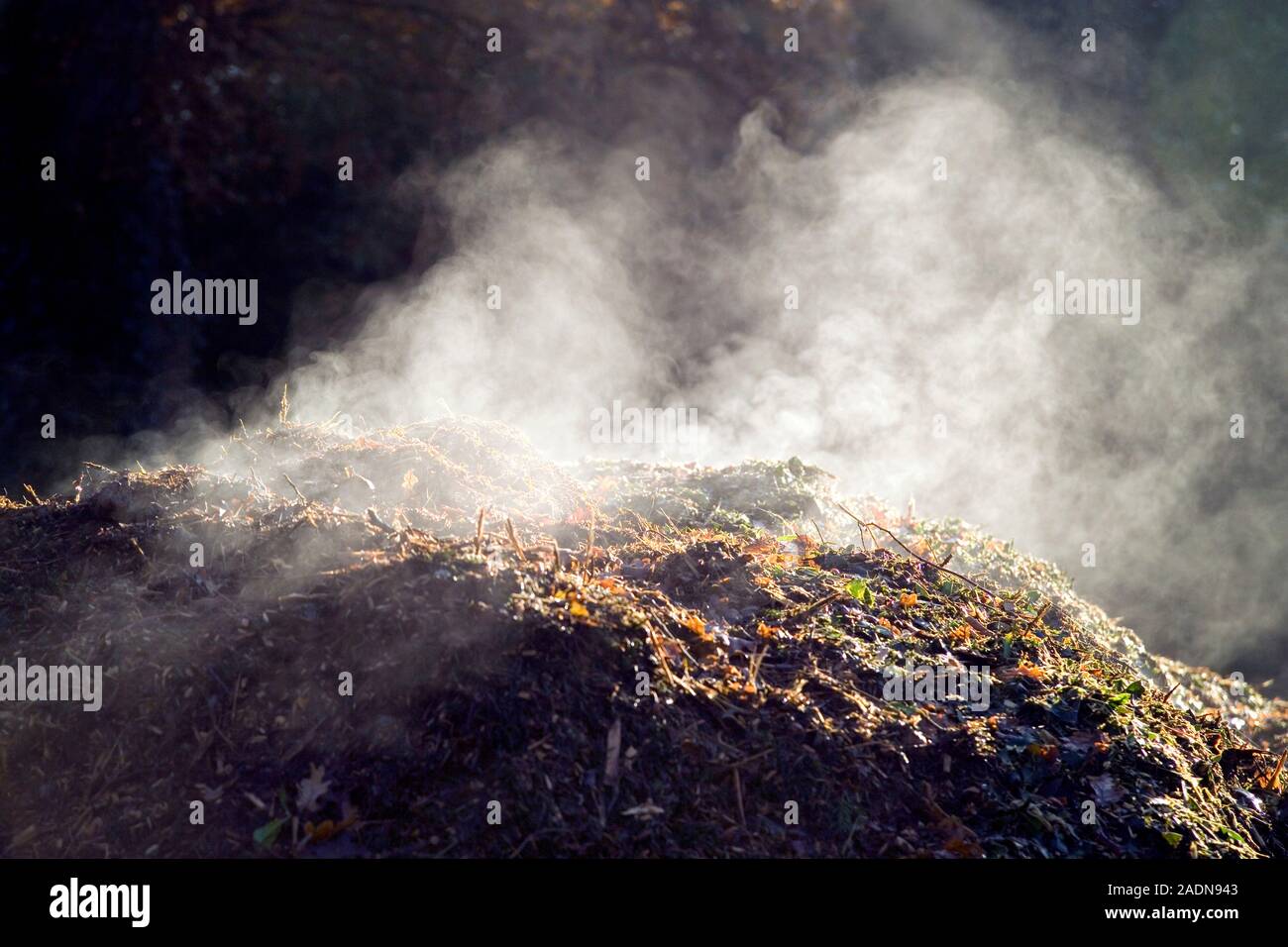 Decompositon. Water vapour rising from decaying organic matter on an ...