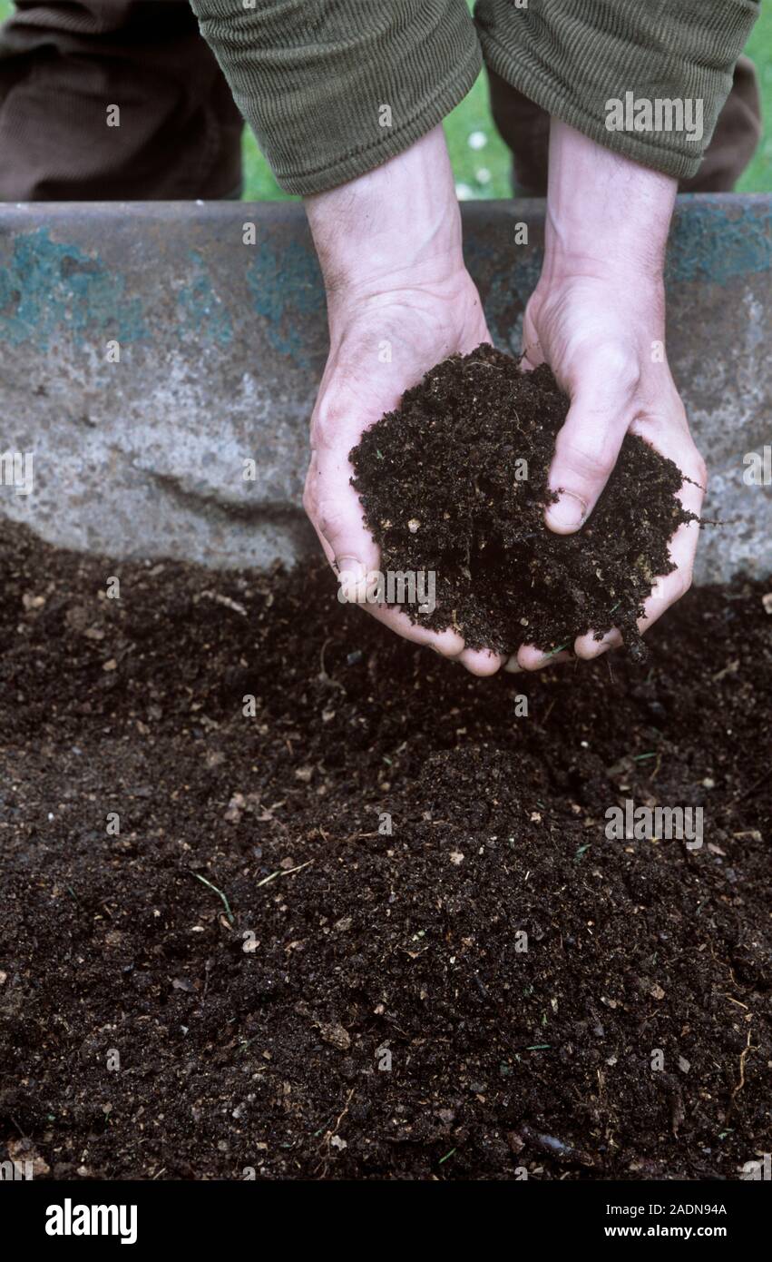 Leaf mould. Gardener holding well-rotted leaf mould in cupped hands ...