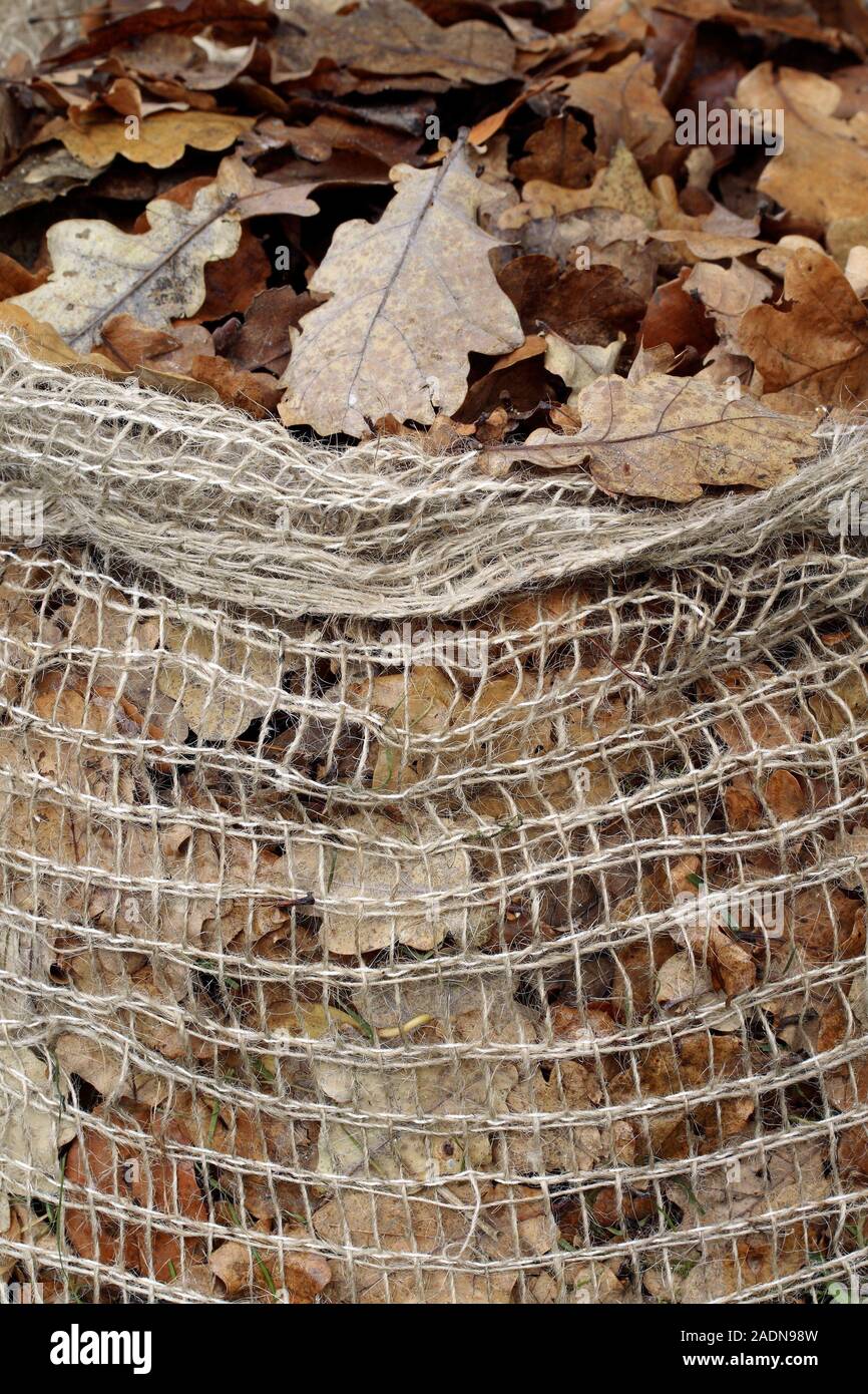 Leaf compost. Jute bag containing oak leaves (Quercus robur). Once ...