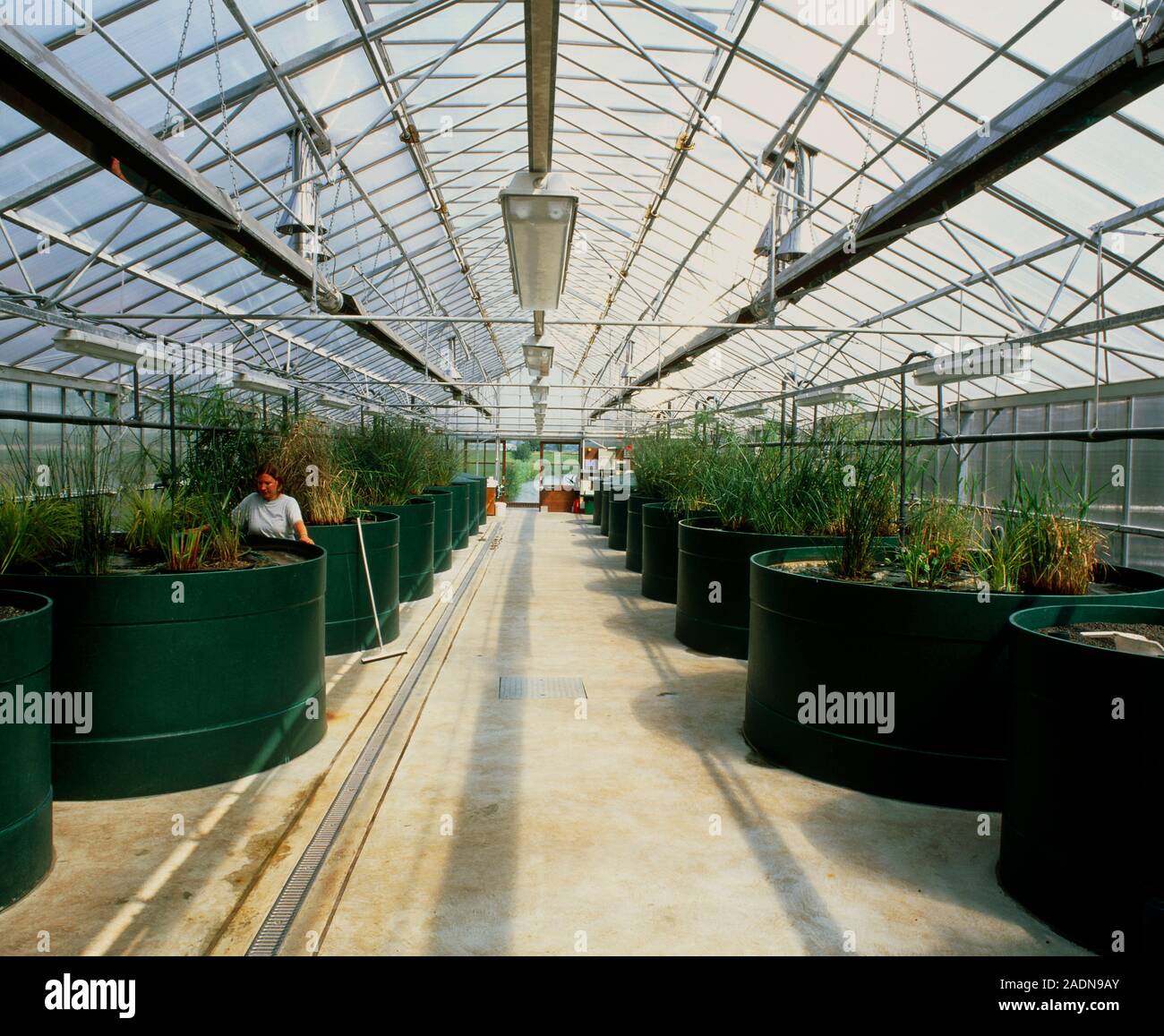 Water treatment. Technician with a Living Machine" ecological water ...