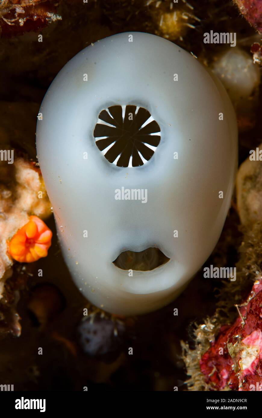Underwater Marine Life Photography, Sea Creatures Stock Photo - Alamy