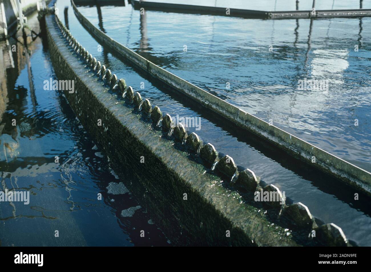 Waste water treatment. Waste water in the clarification stage of ...