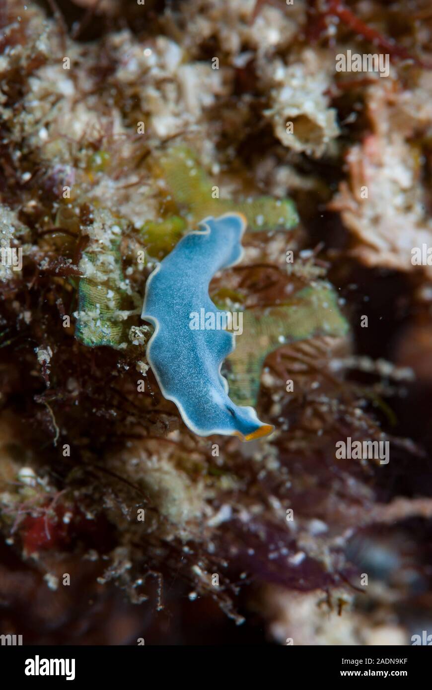 Flatworms hi-res stock photography and images - Alamy