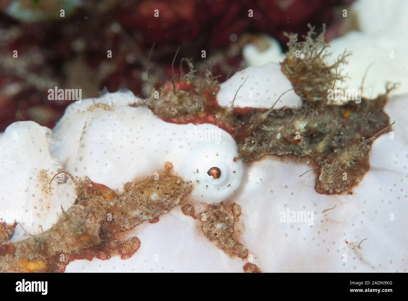 Painted frogfish Antennarius pictus Stock Photo - Alamy
