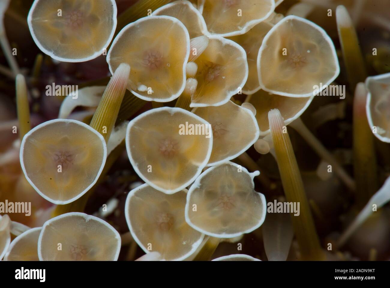 Flower Urchin Toxopneustes pileolus Stock Photo - Alamy