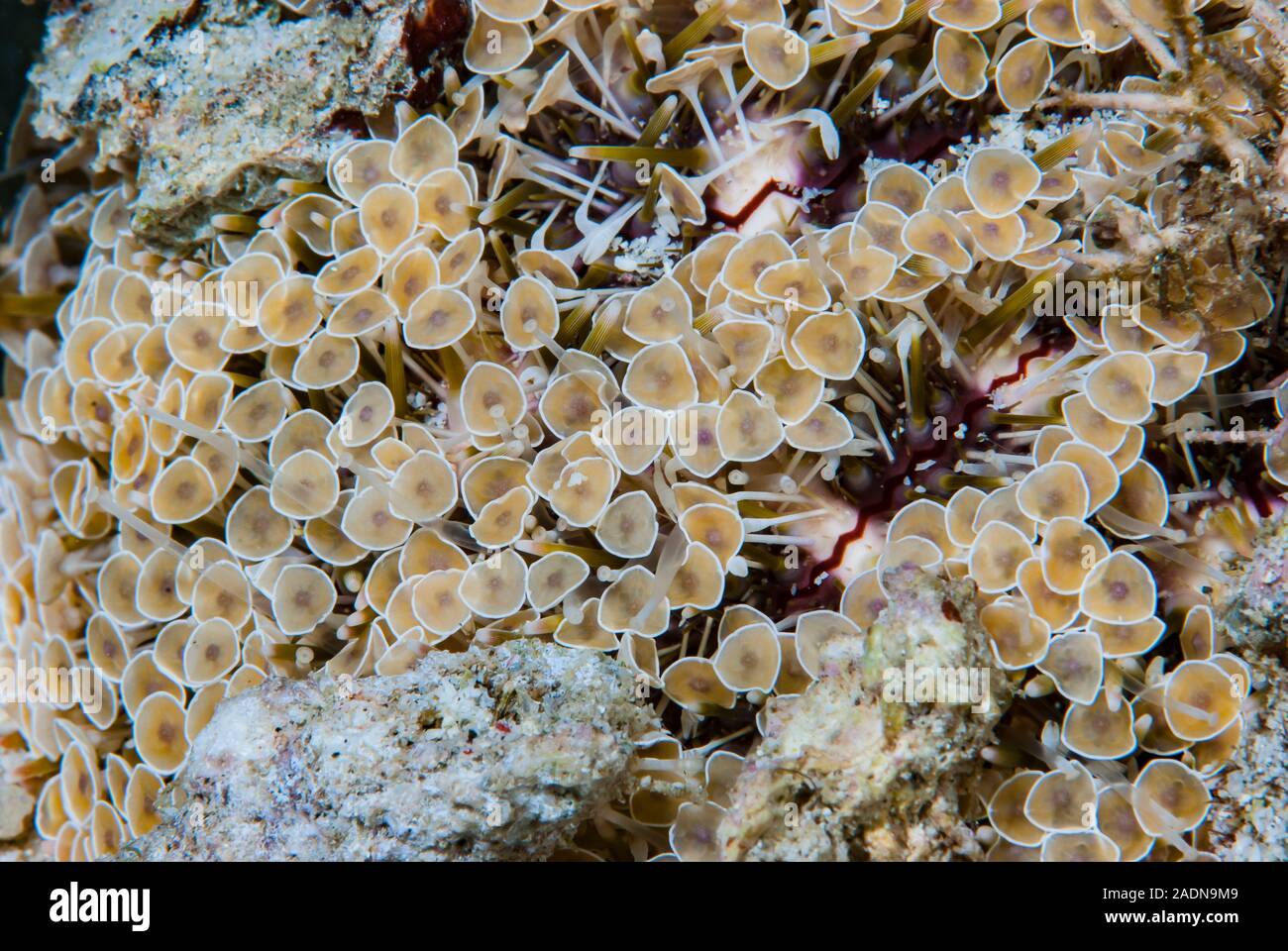 Flower Urchin Toxopneustes pileolus Stock Photo - Alamy