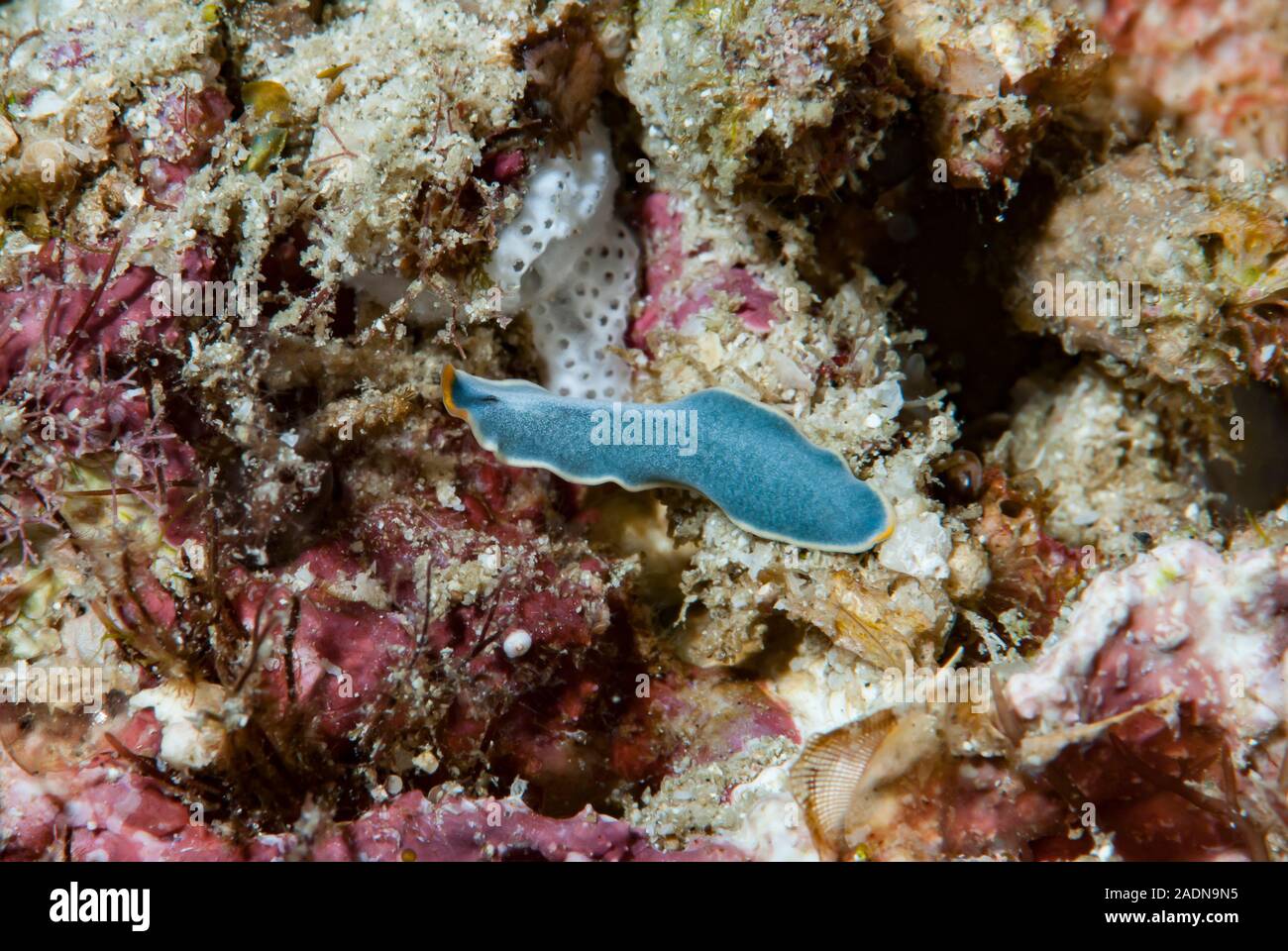 Flatworms hi-res stock photography and images - Alamy