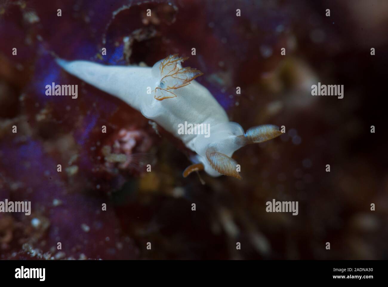 Nudibranch anatomy hi-res stock photography and images - Alamy