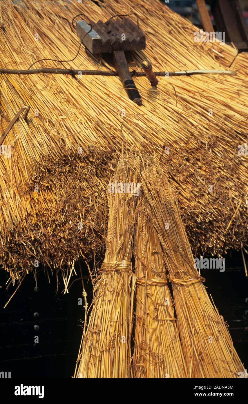 Thatching materials. Thatching is a roofing technique using densely ...