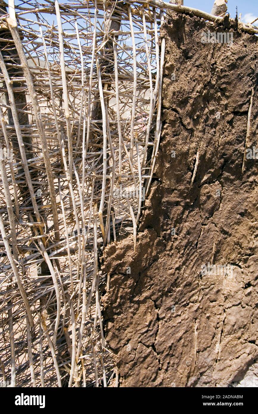 Masai hut. Close-up of the wall of a Masai hut during construction. The ...