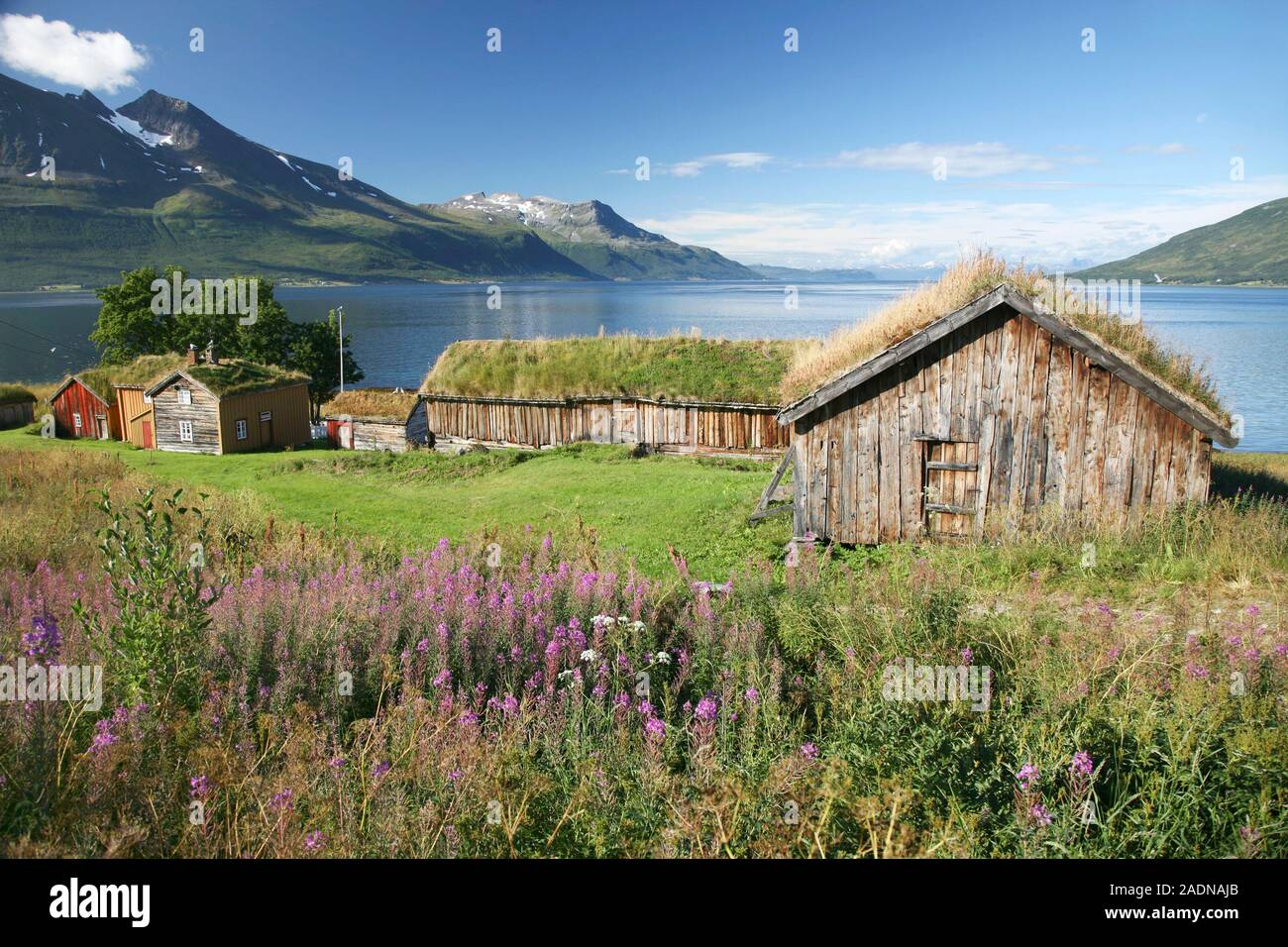 Turf roofed wooden huts. Photographed on Kvaloya Island, near Tromso ...