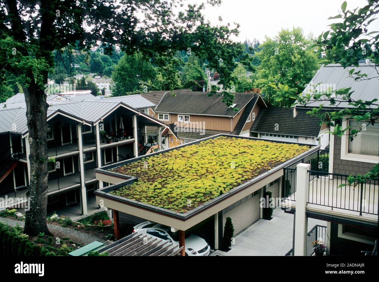 Sedum roof. Image 1 of 4. Garage roof covered with deciduous Sedum sp ...