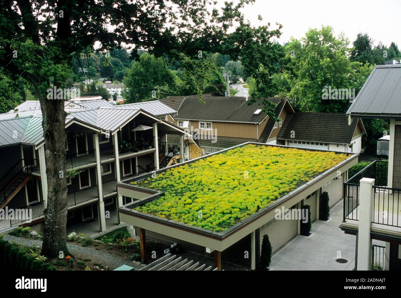 Sedum roof. Image 2 of 4. Garage roof covered with deciduous Sedum sp ...
