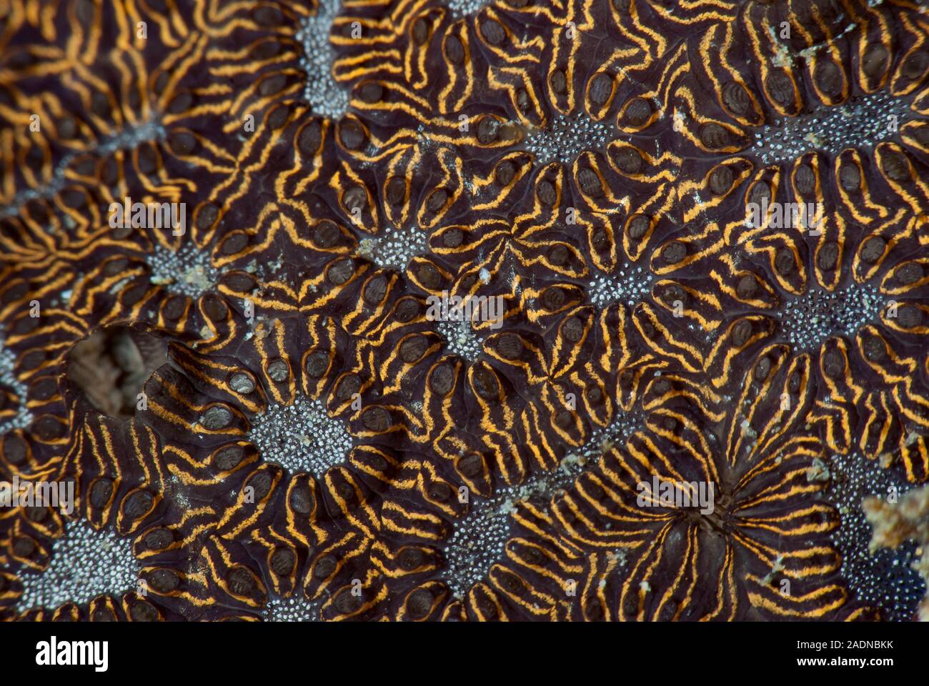 Botrylloides niger, a member of Sea Squirts Class Ascidiacea Stock ...