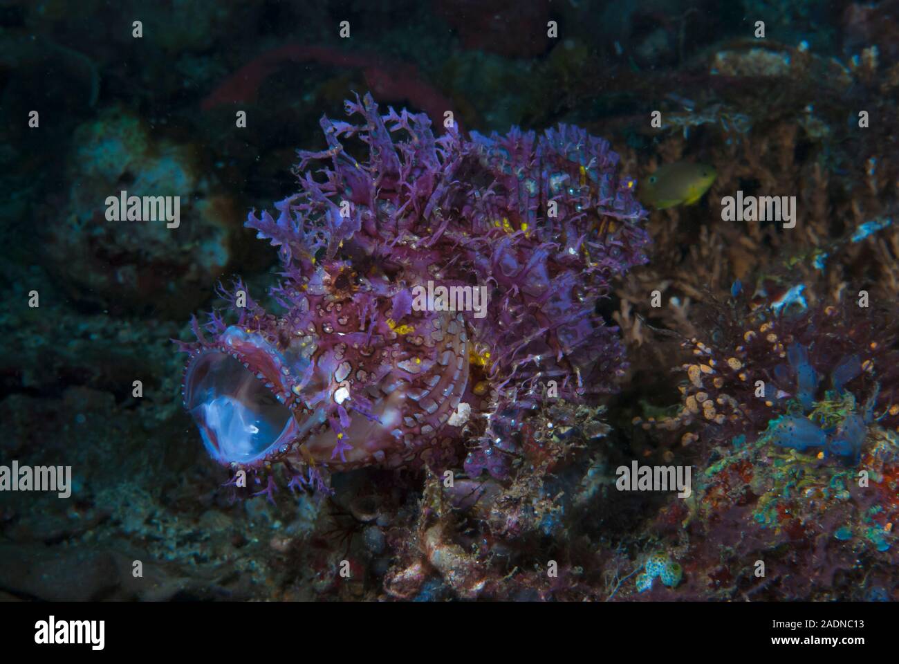 Weedy Scorpionfish Rhinopias frondosa Stock Photo - Alamy