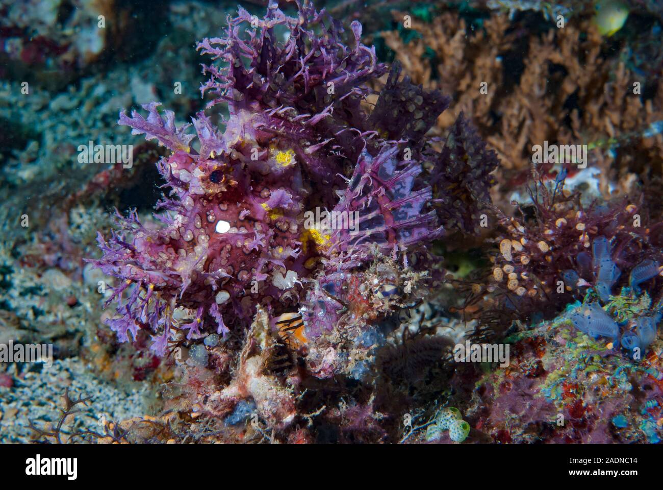 Weedy Scorpionfish Rhinopias frondosa Stock Photo - Alamy