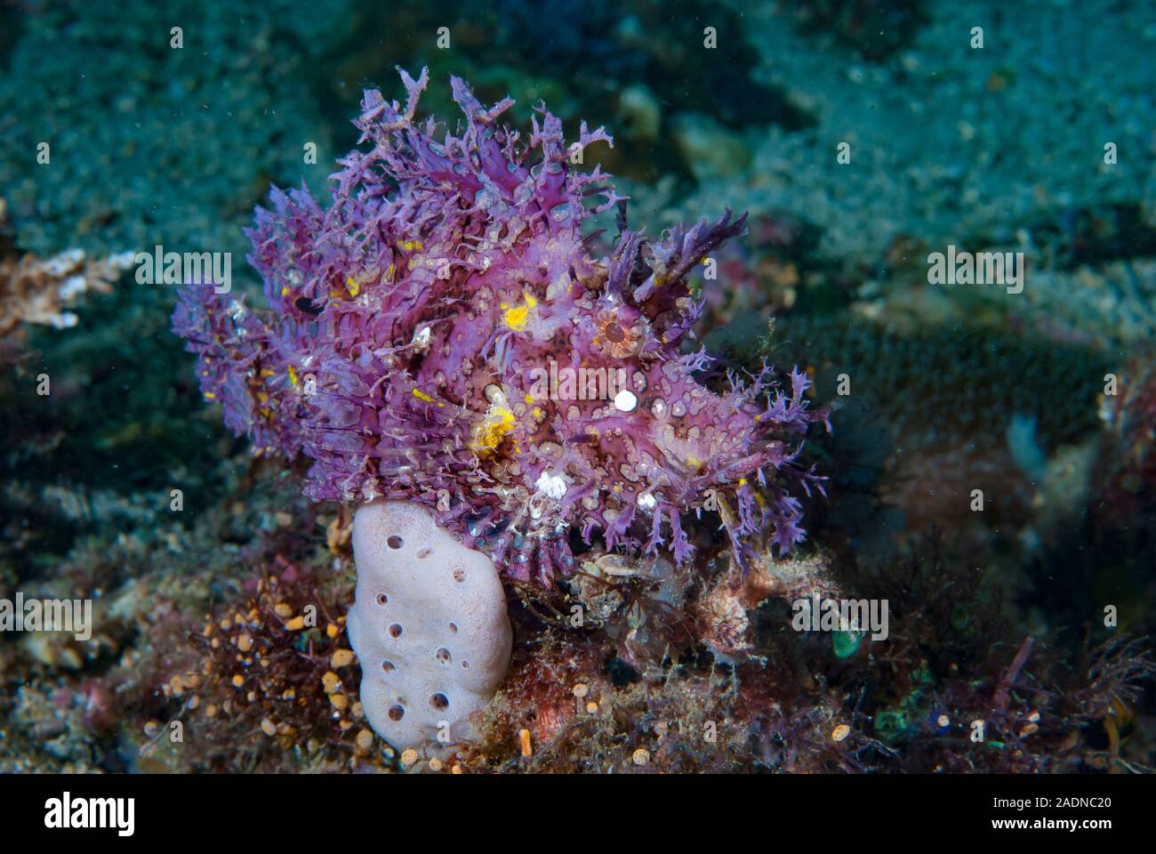 Weedy Scorpionfish Rhinopias frondosa Stock Photo - Alamy