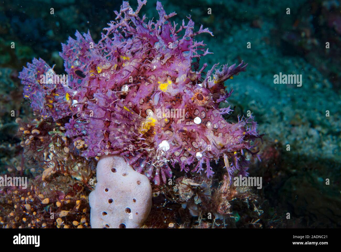 Weedy Scorpionfish Rhinopias frondosa Stock Photo - Alamy