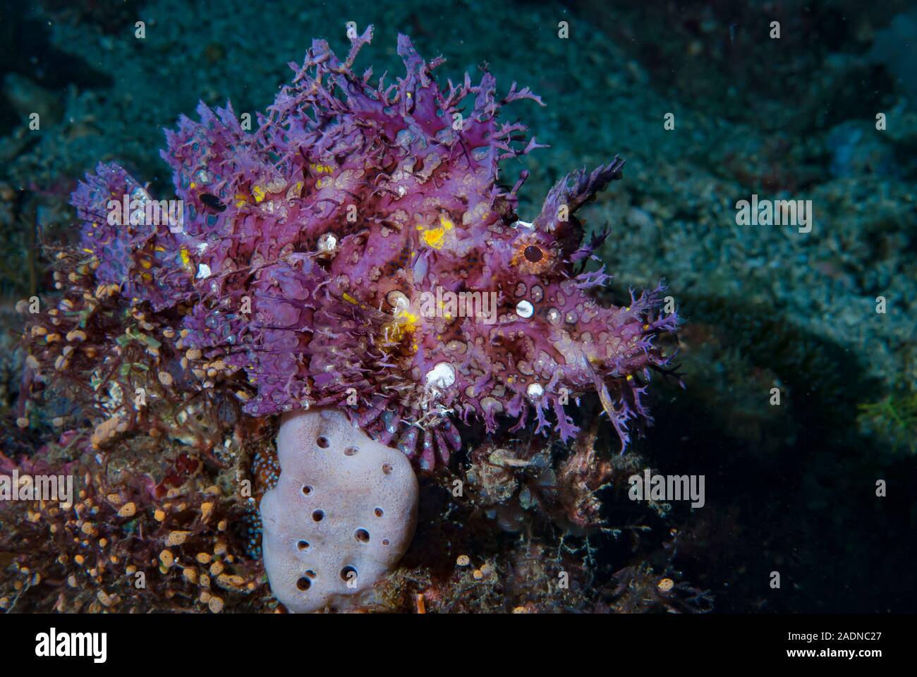Weedy Scorpionfish Rhinopias frondosa Stock Photo - Alamy