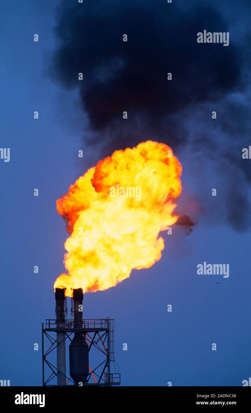 Gas flare at a petroleum plant. During processing, small volumes of ...