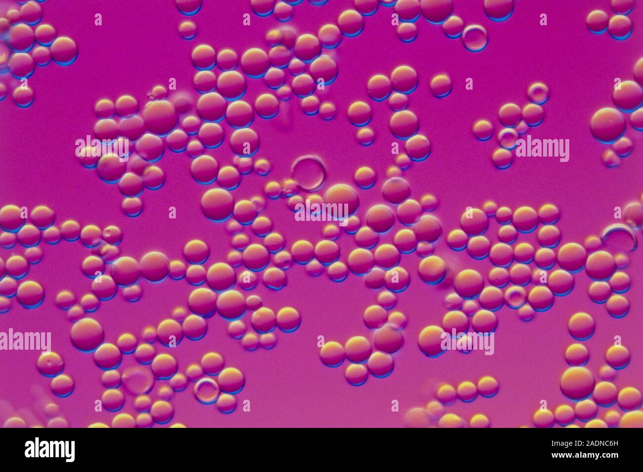 Light micrograph of resin beads used in High Pressure Liquid ...