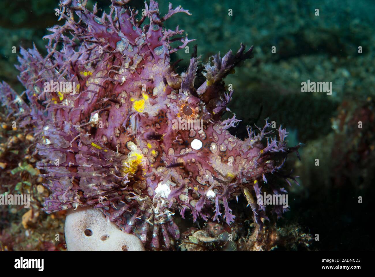 Weedy Scorpionfish Rhinopias frondosa Stock Photo - Alamy