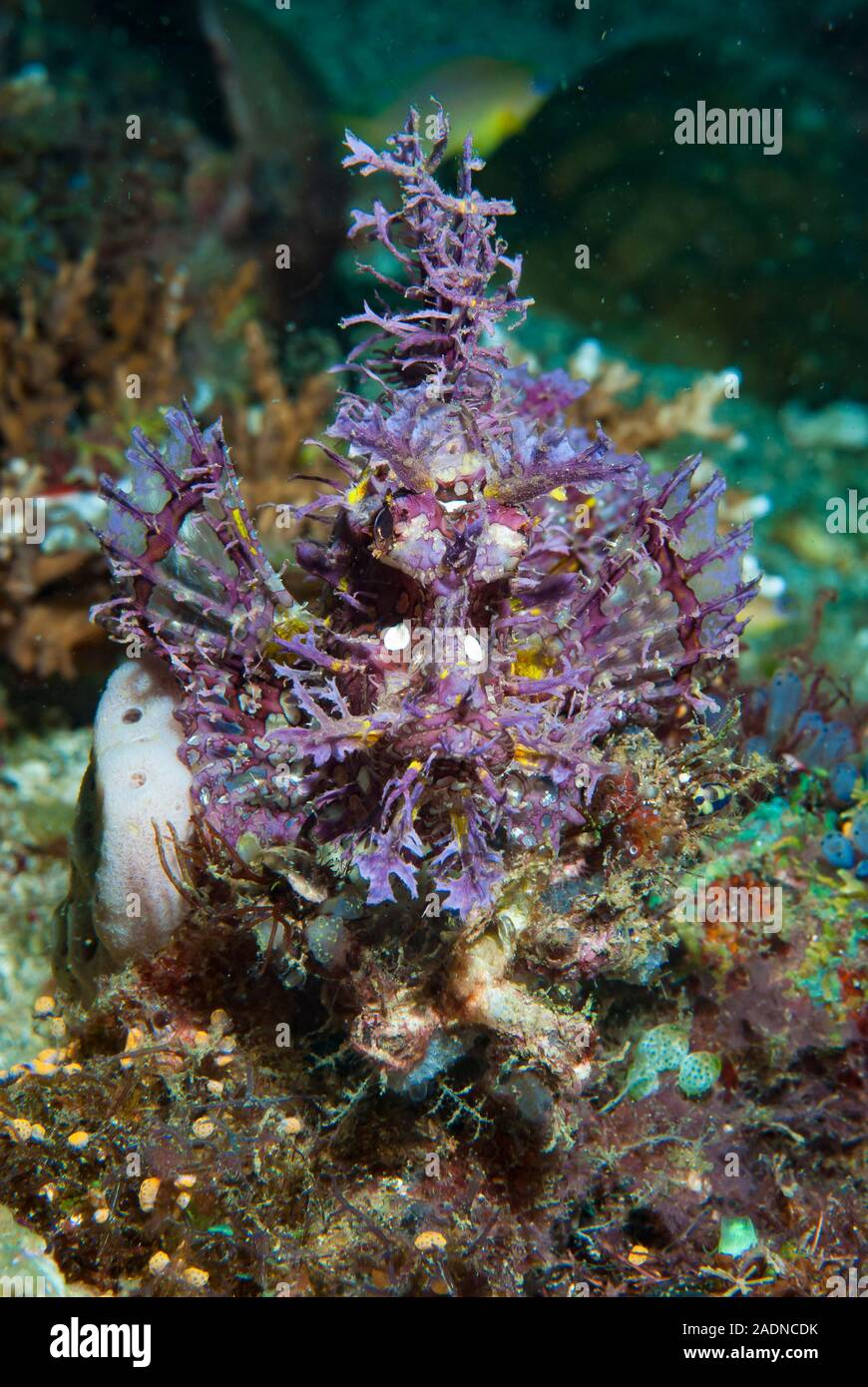 Weedy Scorpionfish Rhinopias frondosa Stock Photo - Alamy