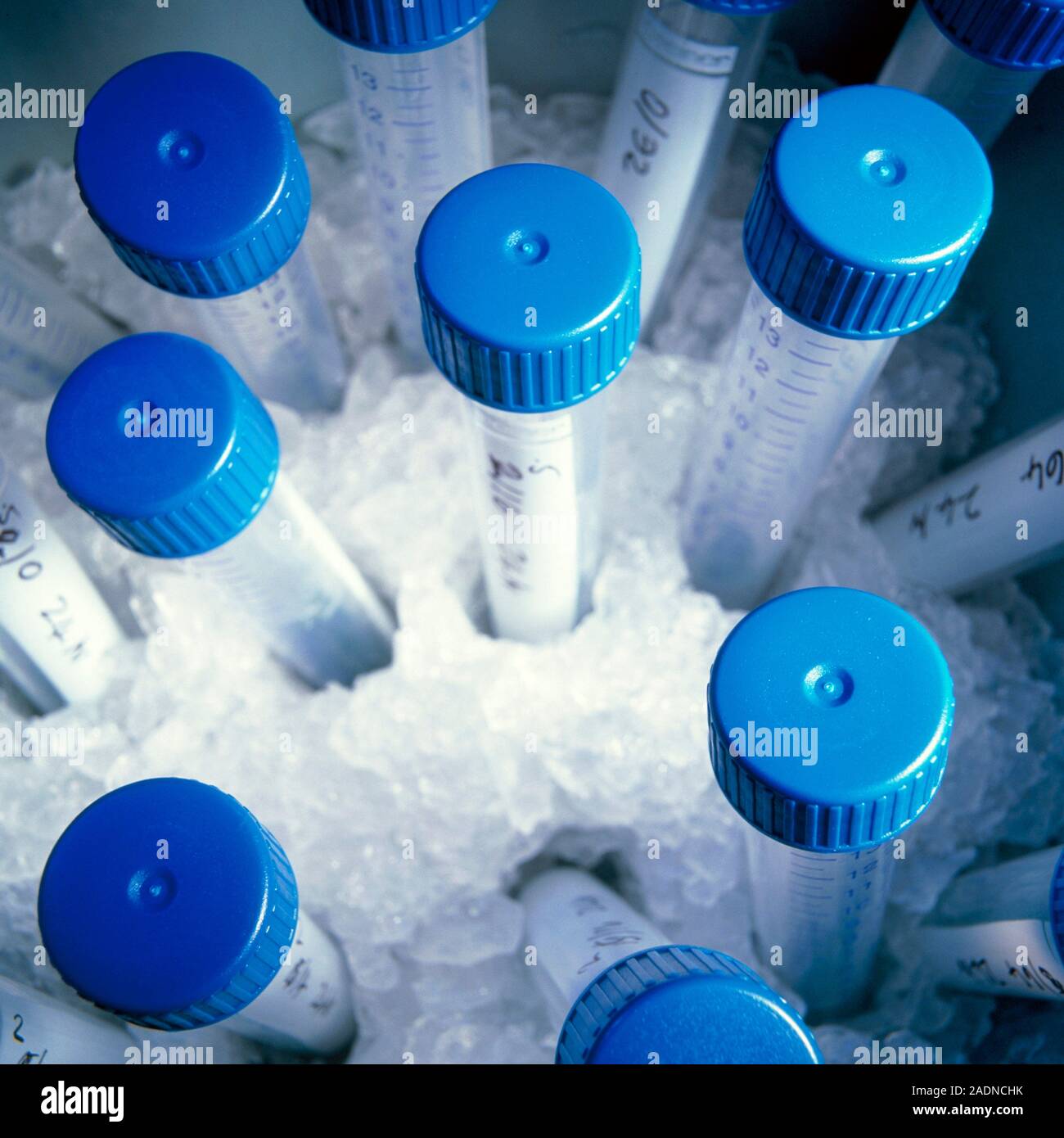 Sample tubes. Several sample tubes stored in ice. Cold storage such as ...