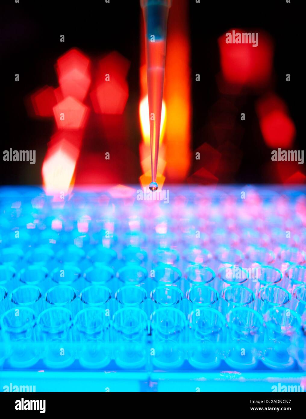 Pipette use. Droplet of fluid hanging from the tip of pipette, which is ...