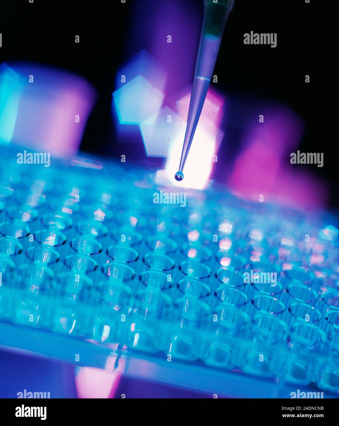 Chemical research. Pipette being used to fill the wells in a multi-well ...