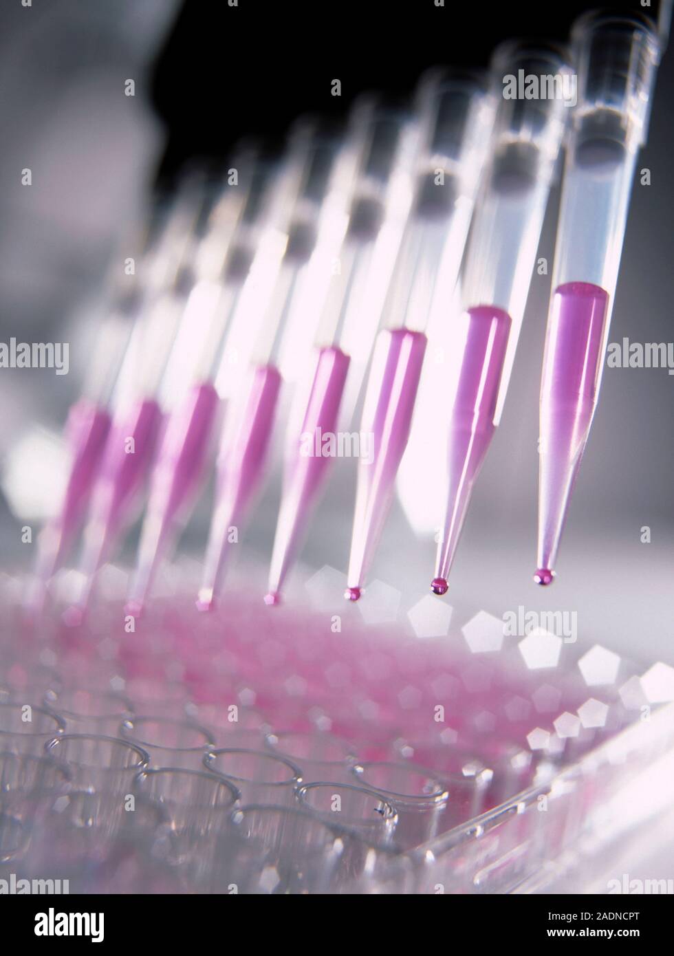 Multi-channel pipette. Droplets of fluid hanging from the openings of a ...