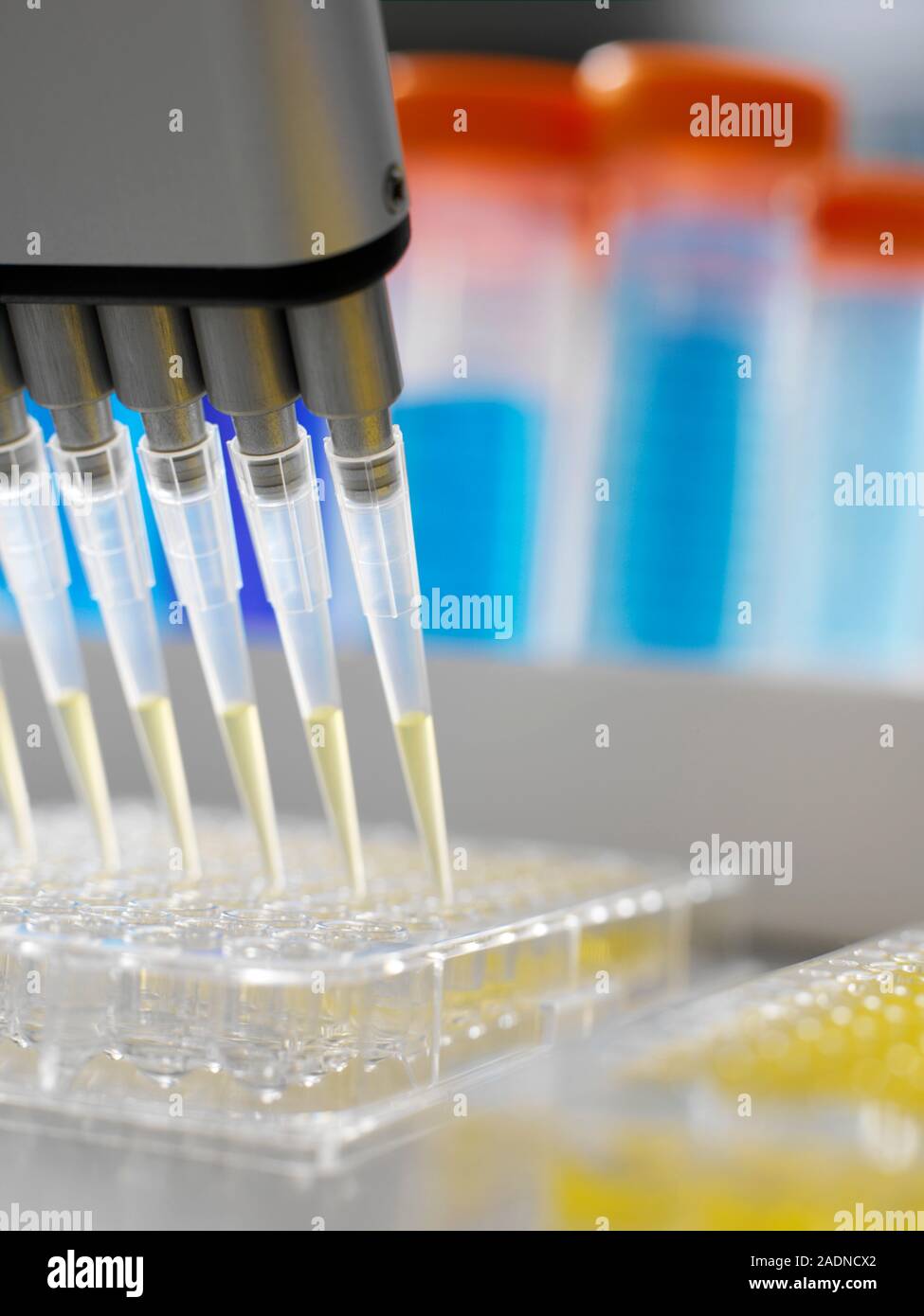 Multi-channel pipette. Multi-channel pipette being used to fill a multi ...