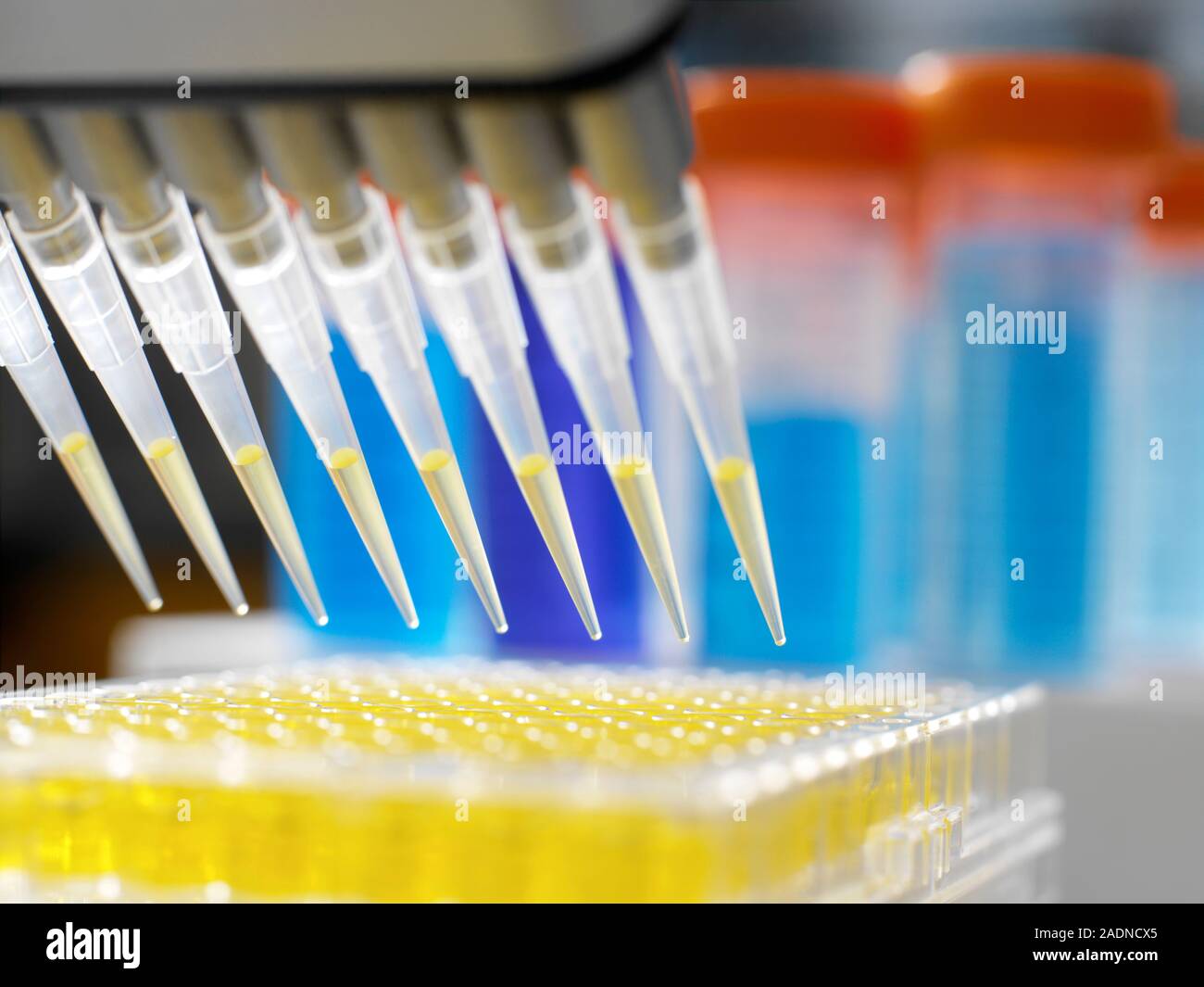 Multi-channel pipette. Multi-channel pipette being used to fill a multi ...