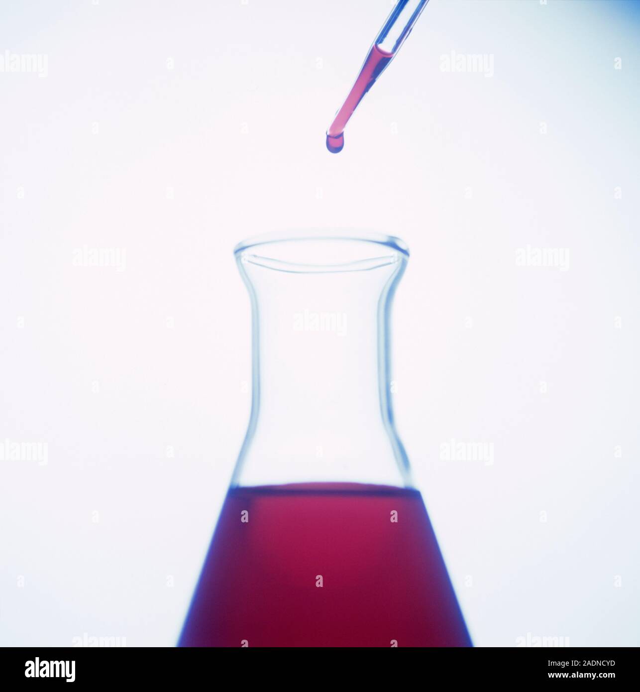 Pipetting liquid. Pipette being used to add a red solution to a flask ...