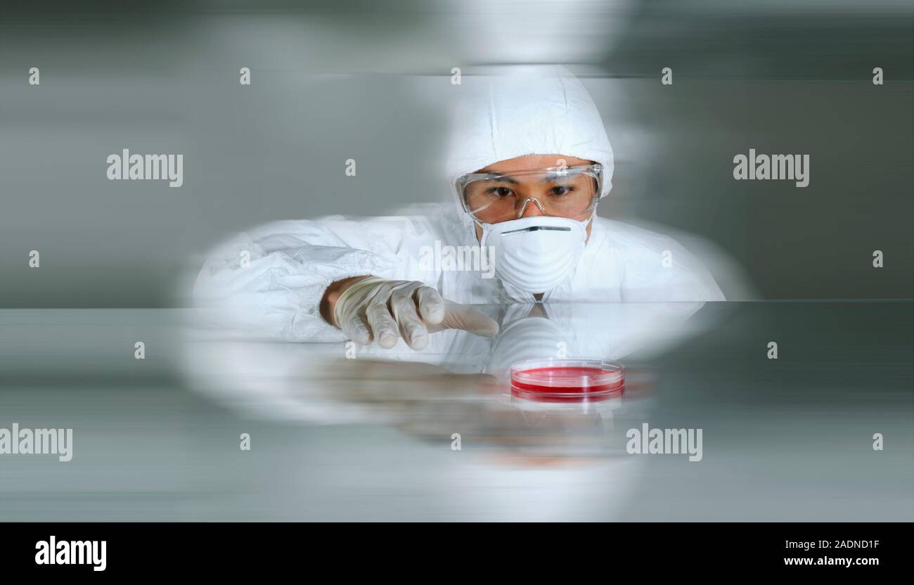 MODEL RELEASED. Laboratory researcher wearing protective clothing Stock ...