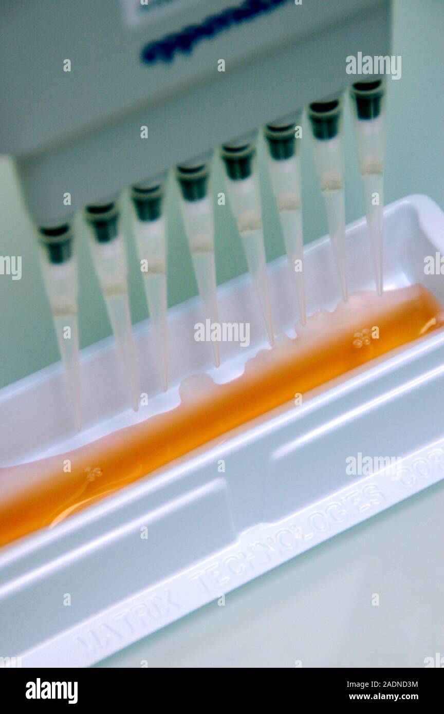 Multi-channel pipette dispensing cell culture into a tray Stock Photo ...
