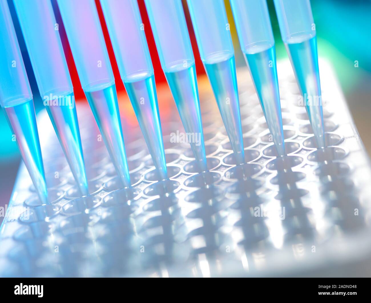 Multi-channel pipette being used to dispense liquid into test tubes ...